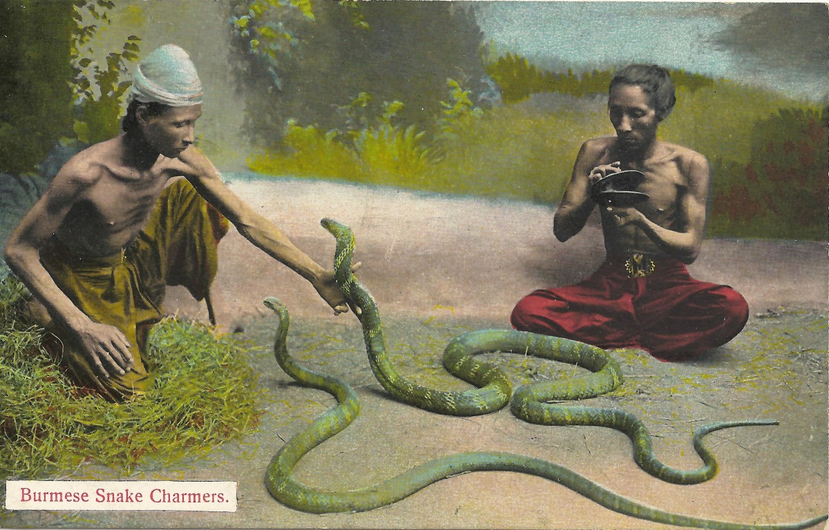 Publications – Colonizing Animals