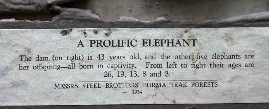 Proliferating Elephants – Colonizing Animals