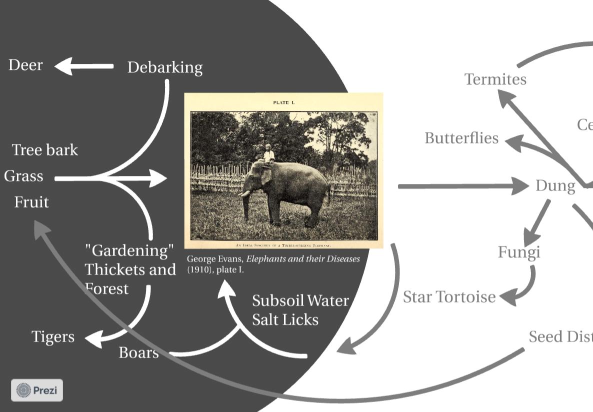 Accumulations and Cascades – Colonizing Animals
